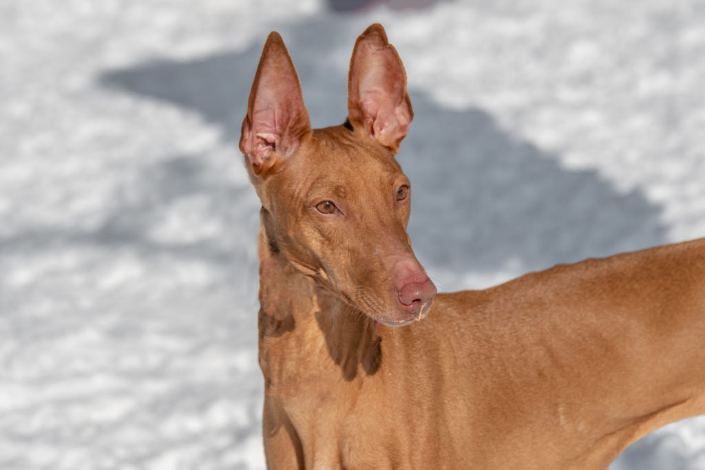 Why Do Dog Breeds Look So Different