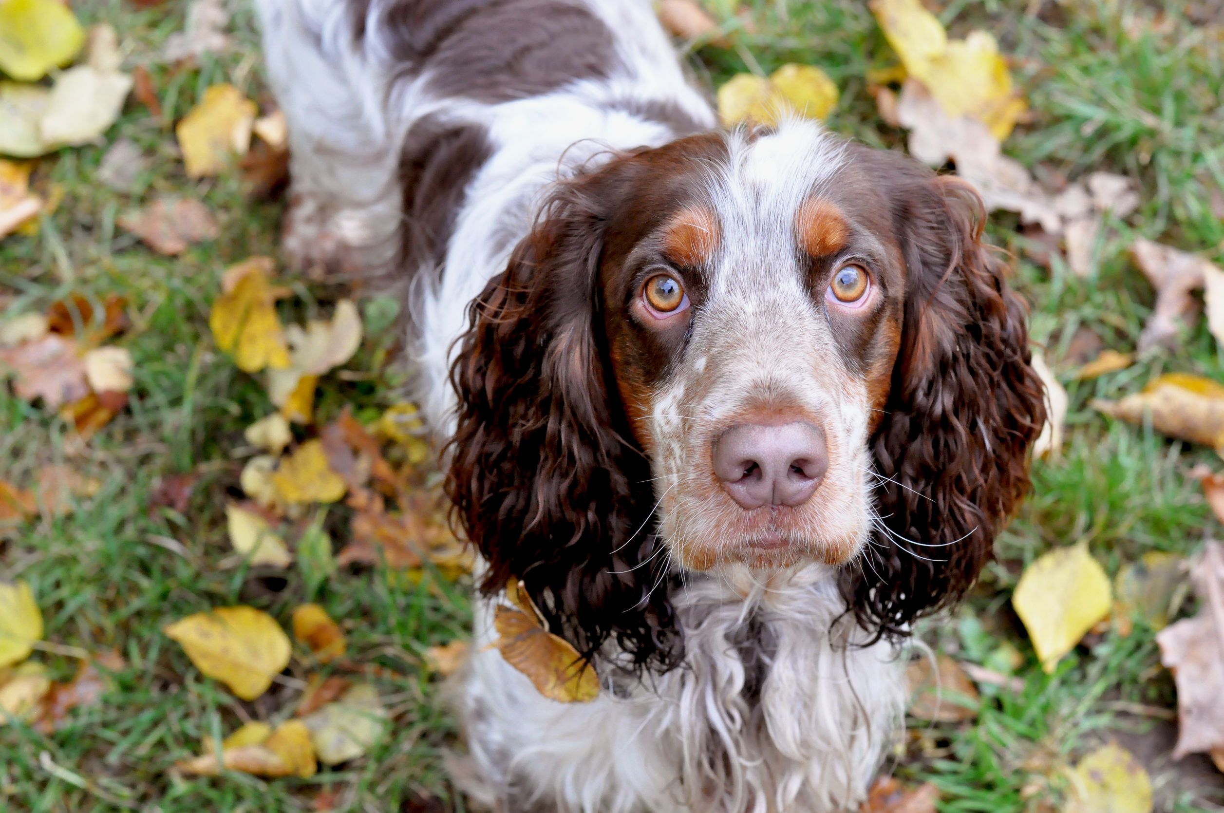 Is The Russian Spaniel A Good Breed Of Dog